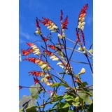 10 FIRECRACKER VINE Flower Mina Lobata Exotic Love Spanish Flag Ipomoea ...