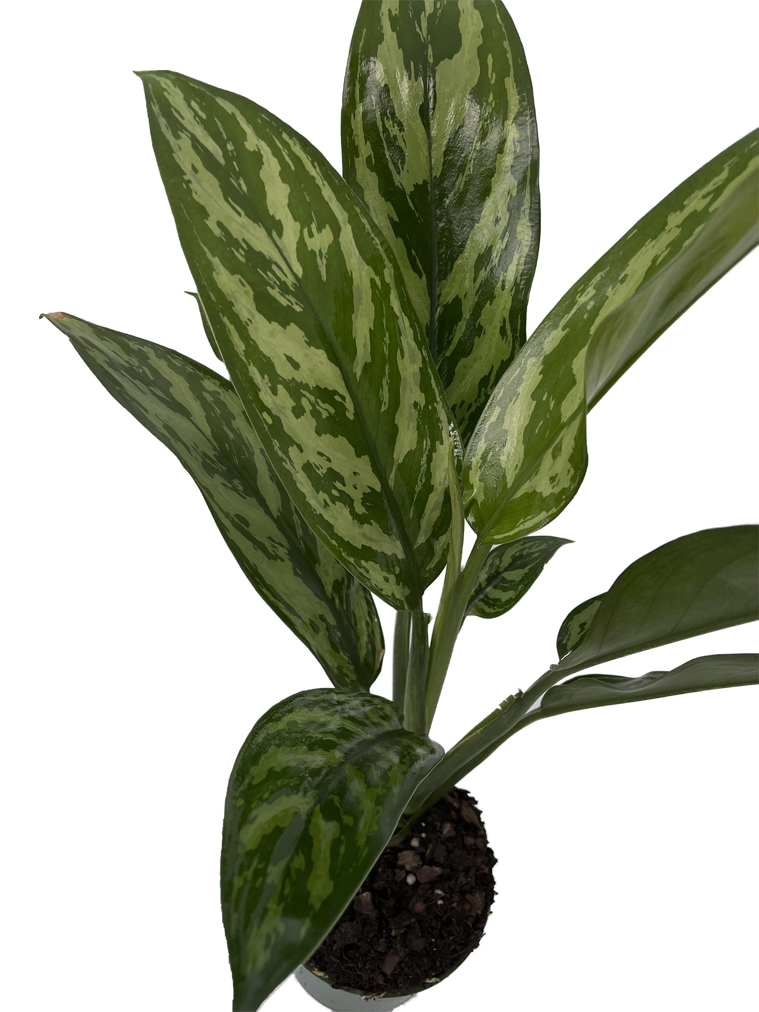 Tigress Chinese Evergreen Plant - Aglaonema - Low Light - 4" Pot ...