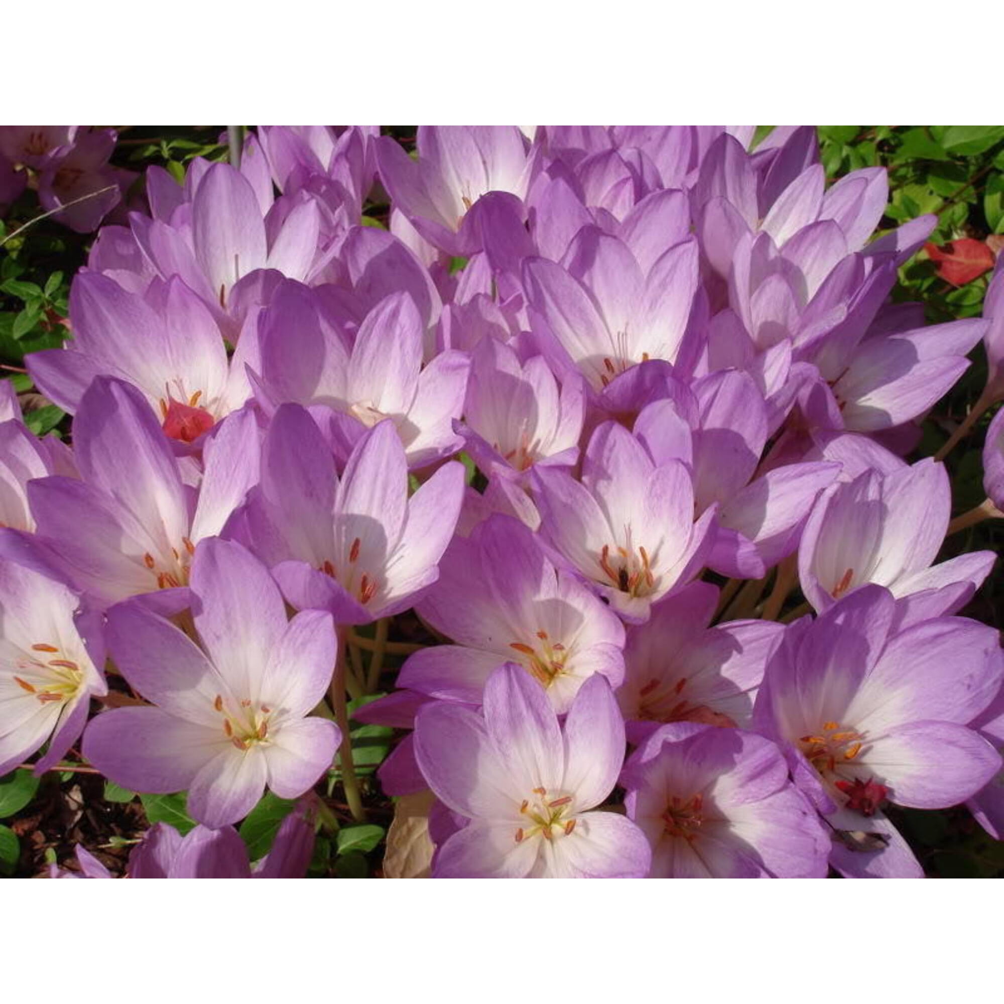 Click here for Seedville Usa 10 Autumn Crocus Colchicum Autumnale... prices