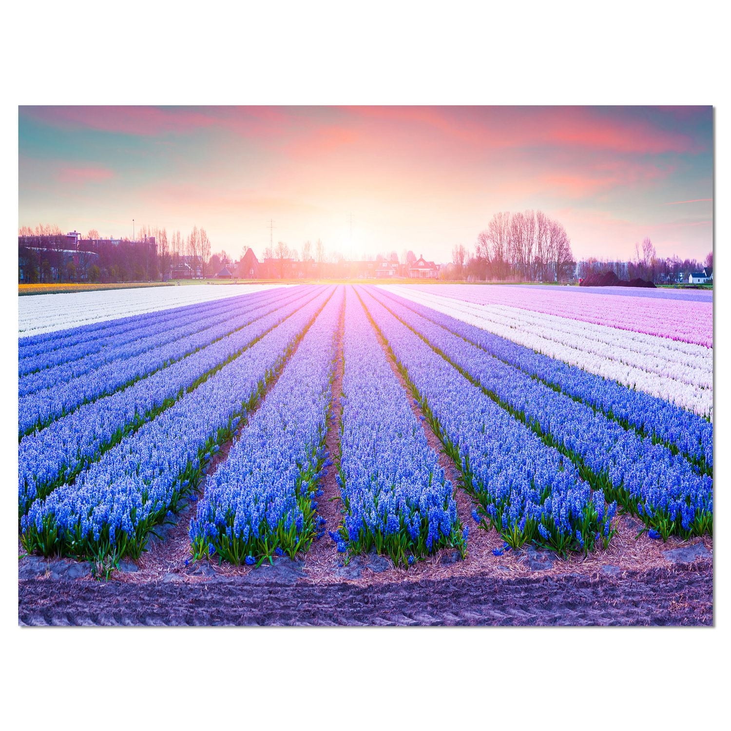 Click here for Designart Design Art Field Of Blooming Hyacinth Fl... prices