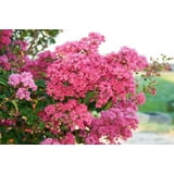 Crape Myrtle Raspberry Sundae 2 Extra Large 3 Gallon Plants Dual-Color ...