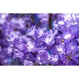 25 BLUE JACARANDA TREE ( Fern Tree / Brazilian Rose Wood / Green Ebony ...