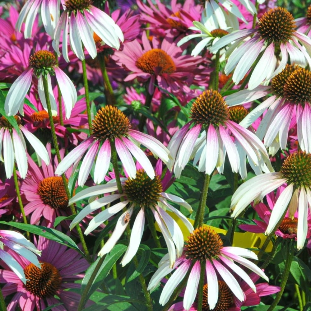 Echinacea 'Pretty Parasols' -Coneflower- Live Starter Plant - Walmart.com