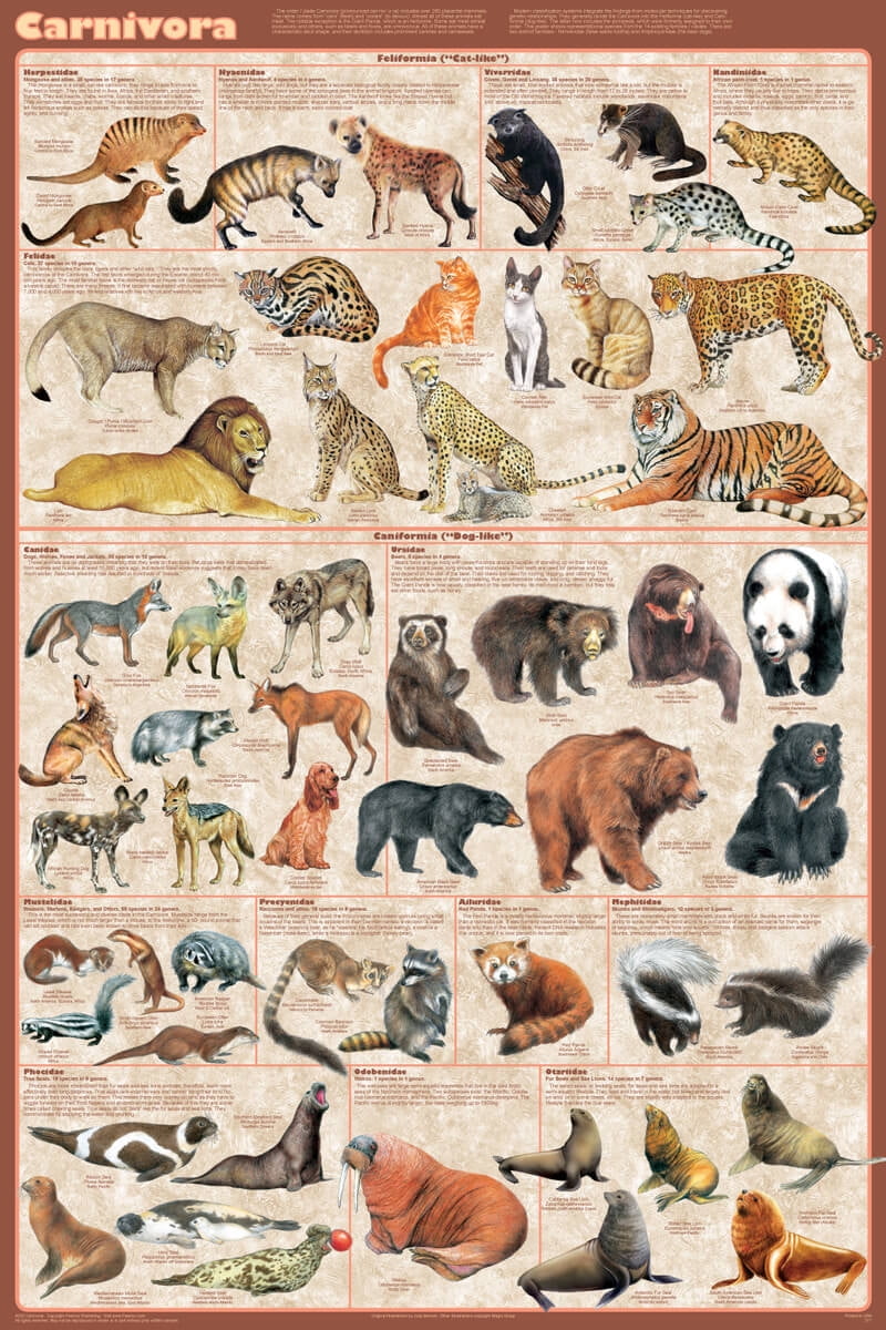 Carnivora Educational Poster 24x36 - Walmart.com