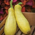 Burpee Organic Early Prolific Straightneck Summer Squash Seed, Heirloom ...