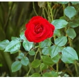 5 * SEEDS * RED ROSE Rosa Bush Shrub Perennial Flower Seeds - Walmart.com