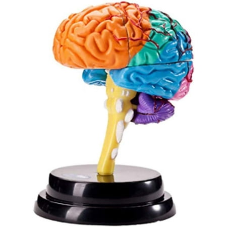 Brain Structure Model Anatomy Toys for Kids Disassembled Human Brain ...