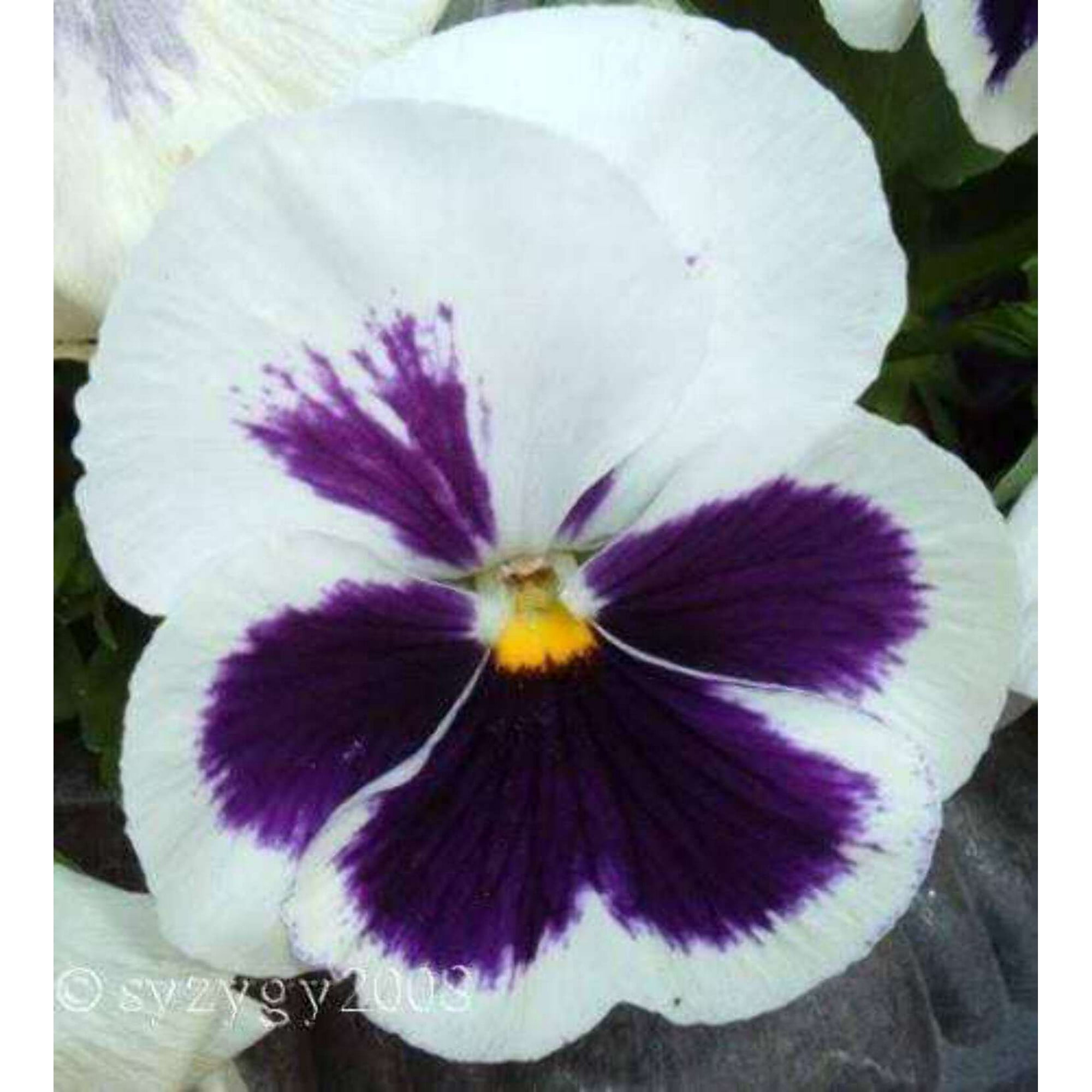 Click here for Seedville Usa Seedville White & Purple Pansy 50 Se... prices