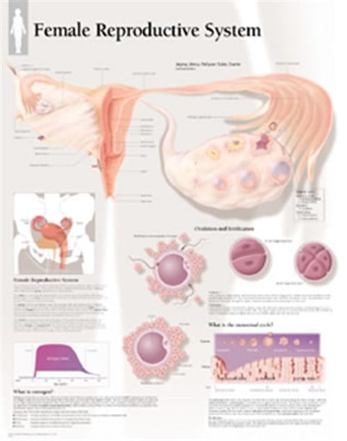 Pre-Owned Female Reproductive System chart : Laminated Wall Chart ...