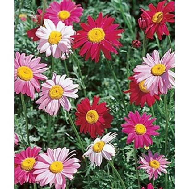 Pyrethrum Daisy Robinsons Mixture Seed - 1 Packet - Walmart.com ...