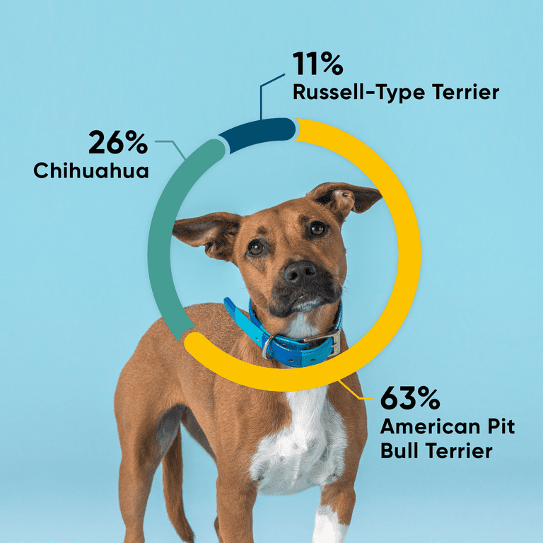 How Many Different Dog Breeds Does Embark Test Against