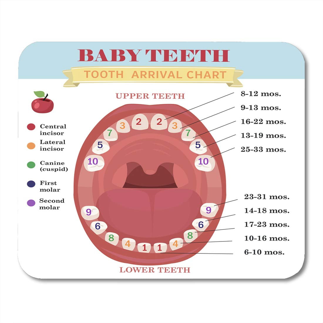 SIDONKU Tooth Arrival Chart Infographic Temporary Teeth Names Groups ...