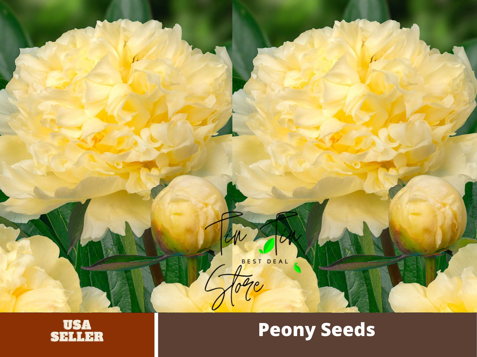10+ Seeds| Goldilocks Peony Flower Seeds for planting in the garden ...