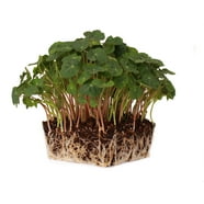 Dove Proso Millet Seed - 1 Lb. - Walmart.com