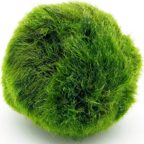 5pcs Marimo Moss Ball Cladophora Live Aquarium Plant Fish Aquarium ...