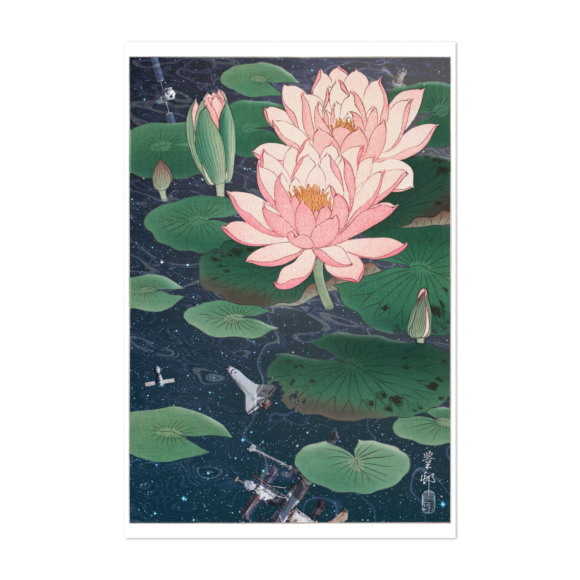 Water Lilies poster Nymphaea Pink Pond Lily Poster Pink Water Lily ...