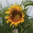 Burpee Incredible Sunflower Flower Seed, 1-Pack, Annual Flower, Full ...
