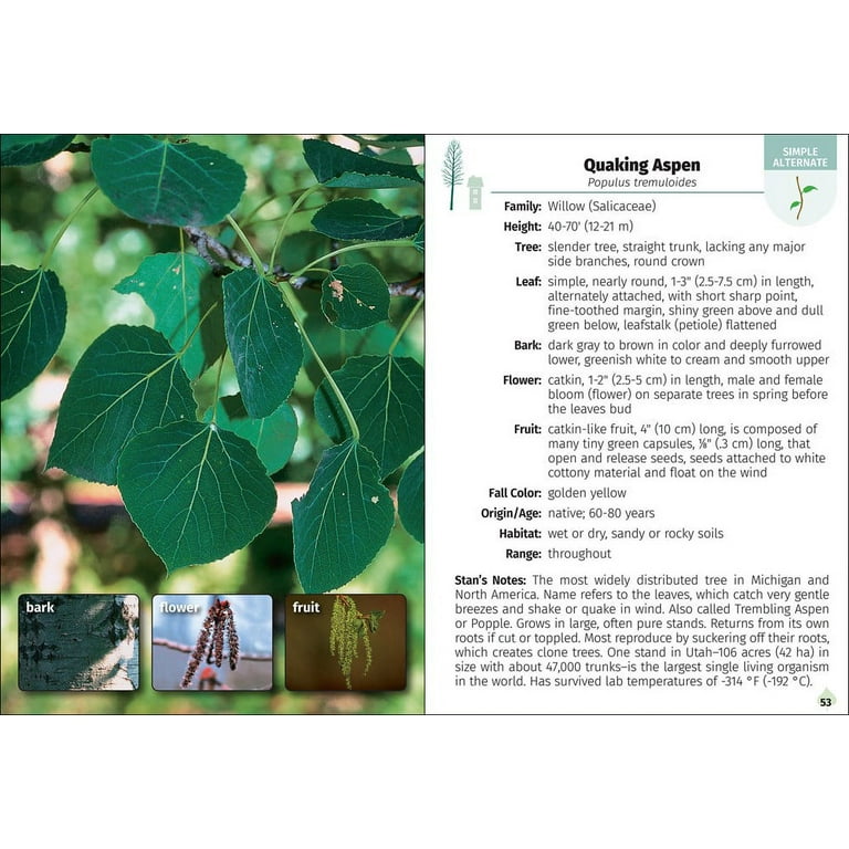 Identifying Michigan Trees