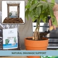 Money Tree Soil (4 Quarts), Potting Mix for Planting/Repotting Pachira ...