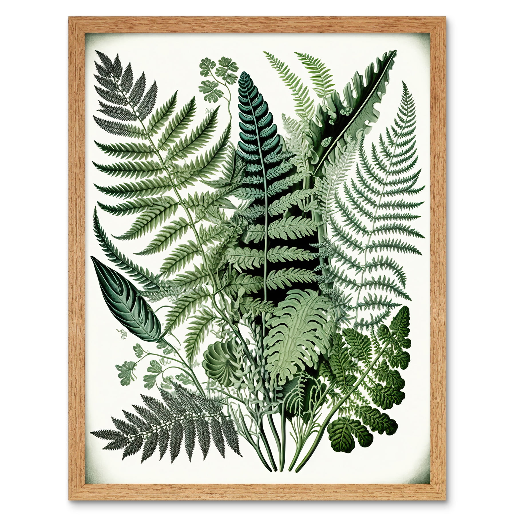 Haeckel Style Fern Fronds Watercolour Illustration Art Print Framed ...