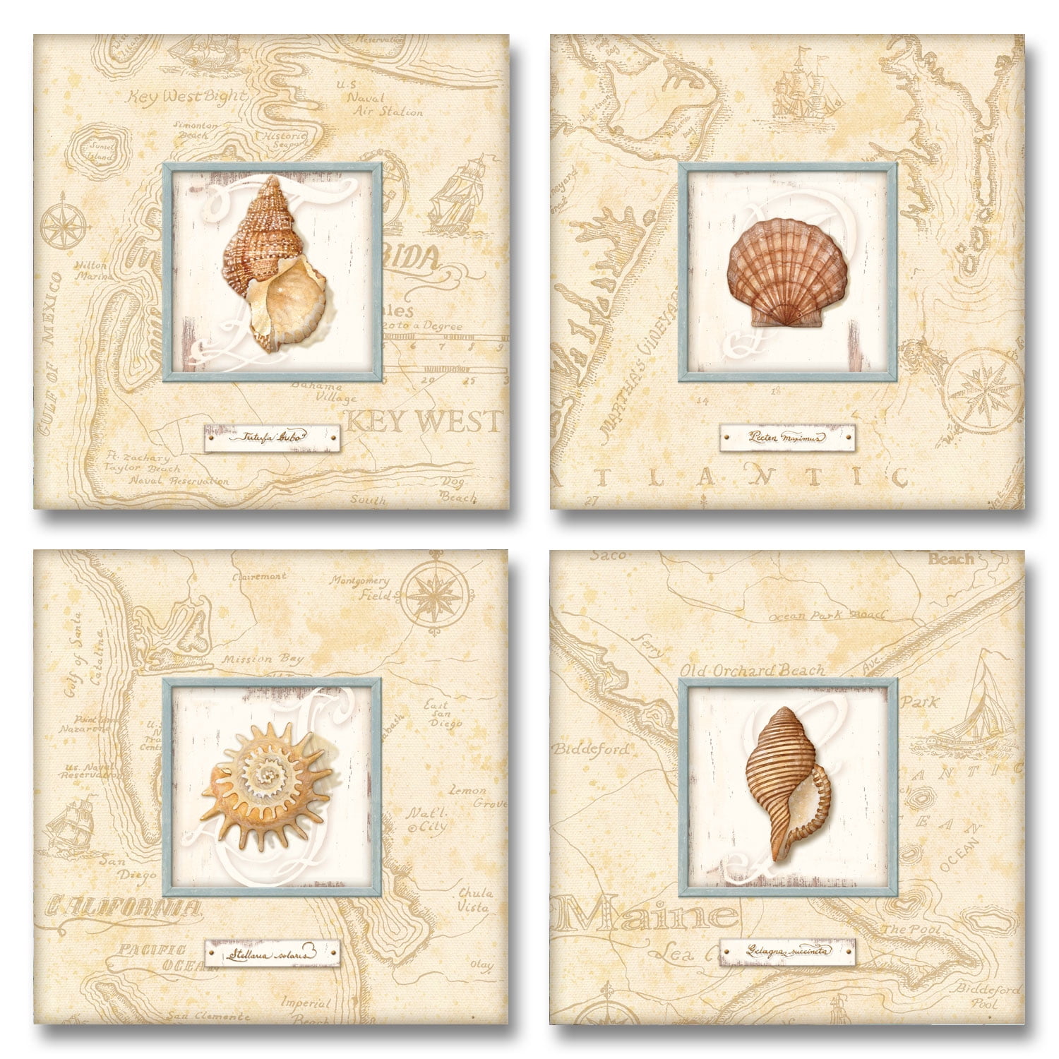 Sea Treasure | Popular Classic Seashells on a Treasure Print Background ...