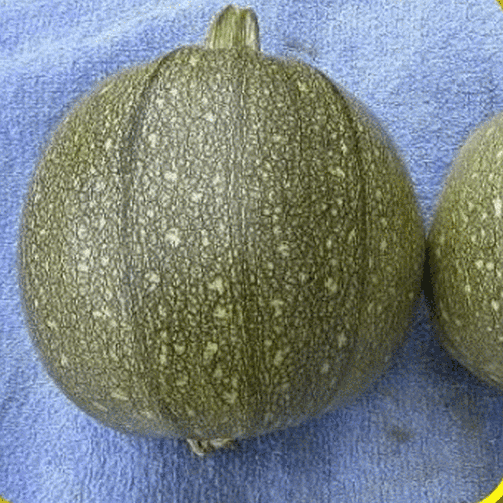 Everwilde Farms - 1 Lb Round Zucchini Summer Squash Seeds - Gold Vault ...