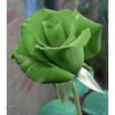 5 Green Rose Rosa Bush Shrub Perennial Flower Seeds - Fragrant Double ...