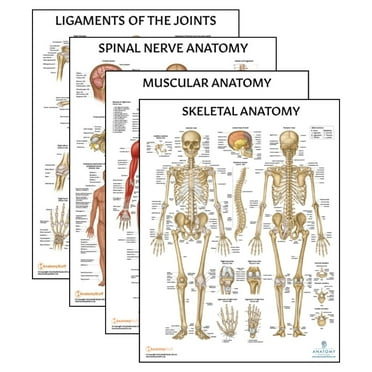Anatomy Lab Human Spinal Nerves Poster, LAMINATED, Anatomy and ...