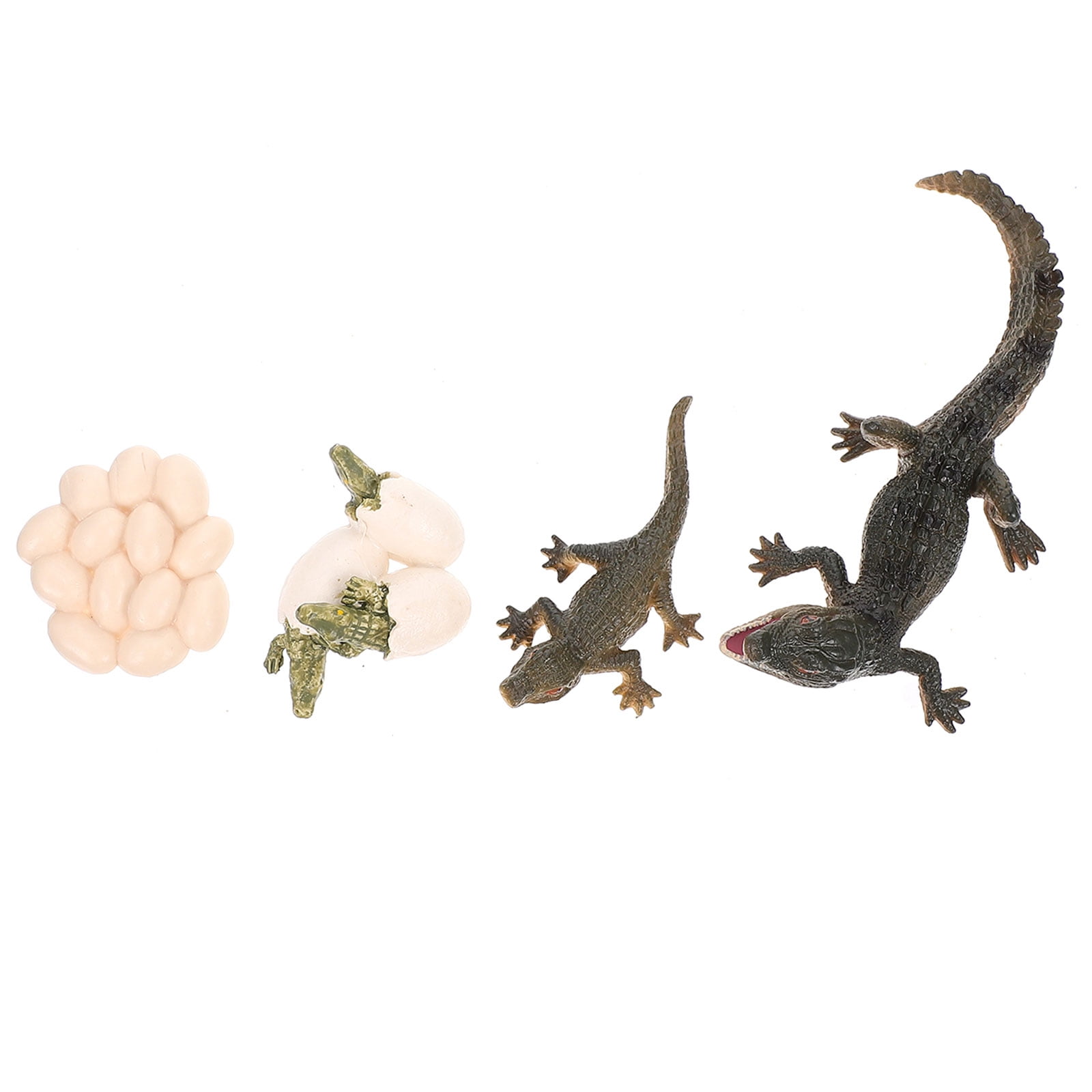 Life Cycle Of A Gecko