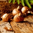 Eden Brothers Crocus Bulbs (Large Flowering) - Blue Moon Mix - Walmart.com