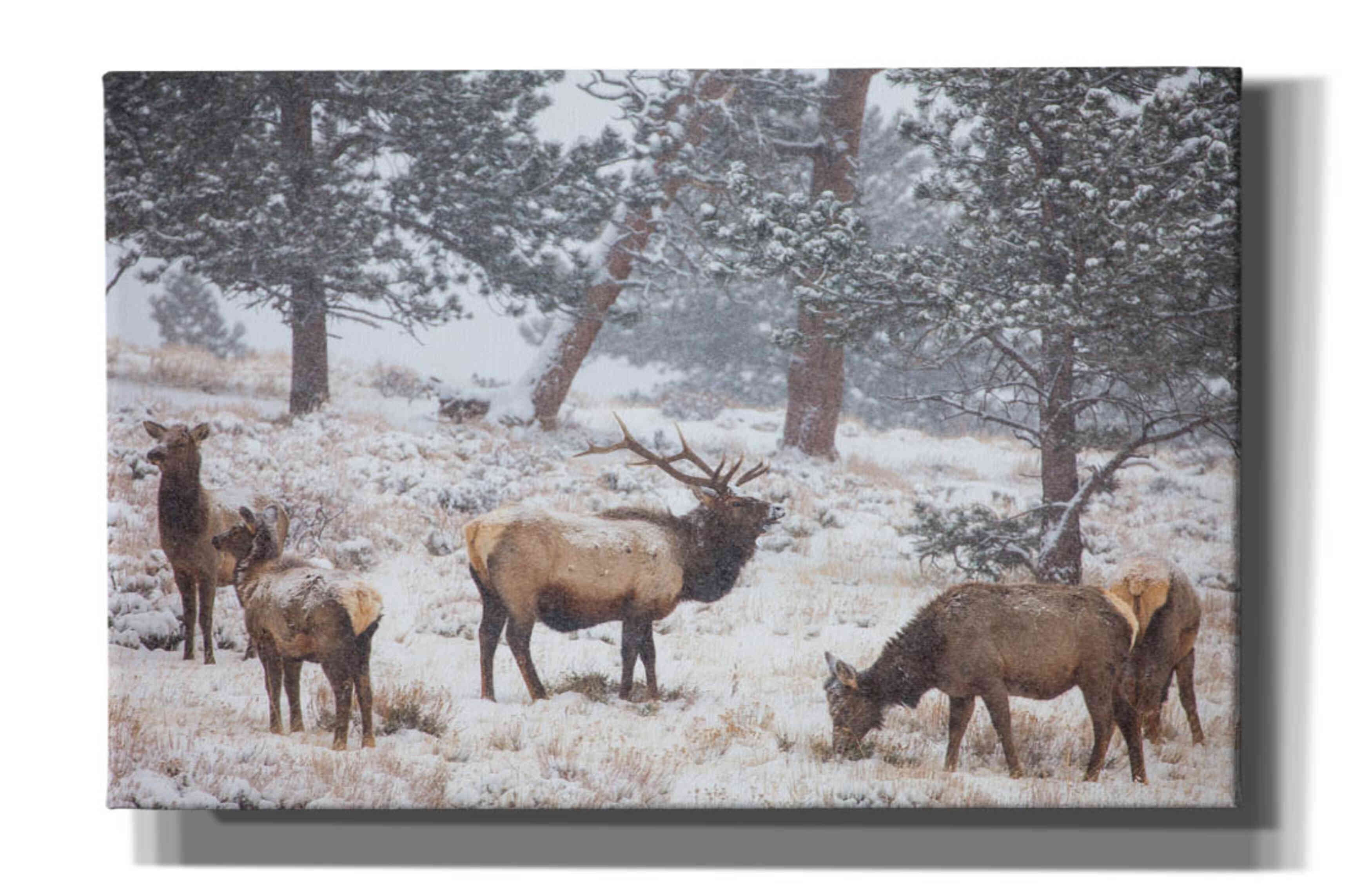 Epic Graffiti 'Family Man - Rocky Mountain National Park' by Darren ...