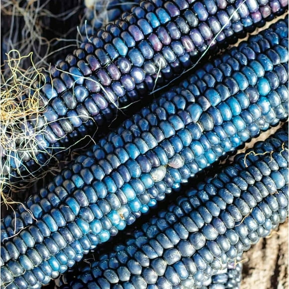 Decorative Indian Corn