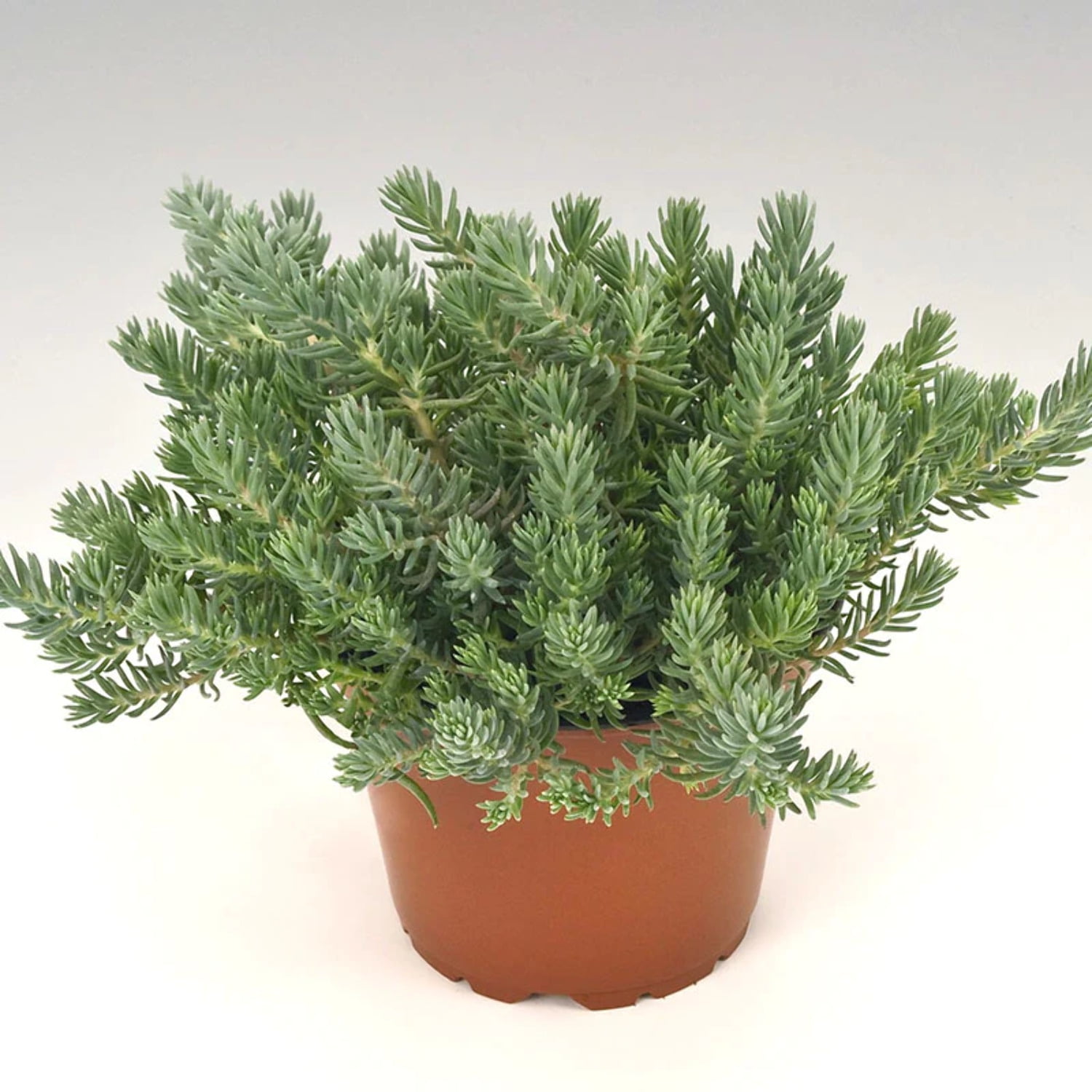 Sedum Oracle Seed - Walmart.com