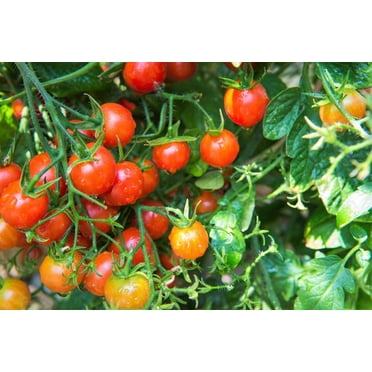 100 Seeds Red SWEETIE CHERRY TOMATO Super Sweet 1" Lycopersicon Fruit ...