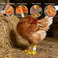 Pack of 4 Chicken Leg Splints With Modifiable Belts For Correcting Foot ...