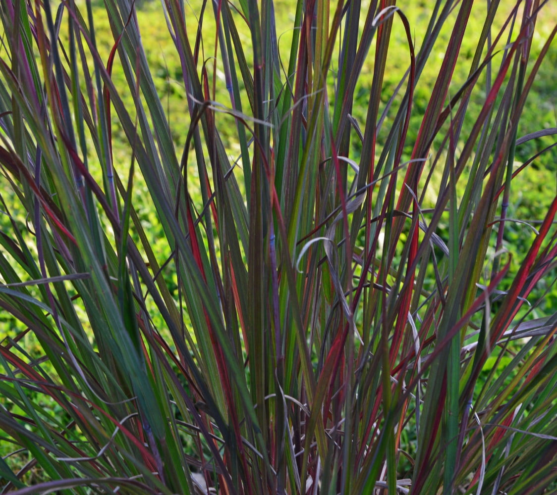 Red October Big Bluestem Grass Plant - Andropogon - Live Plant - Gallon ...