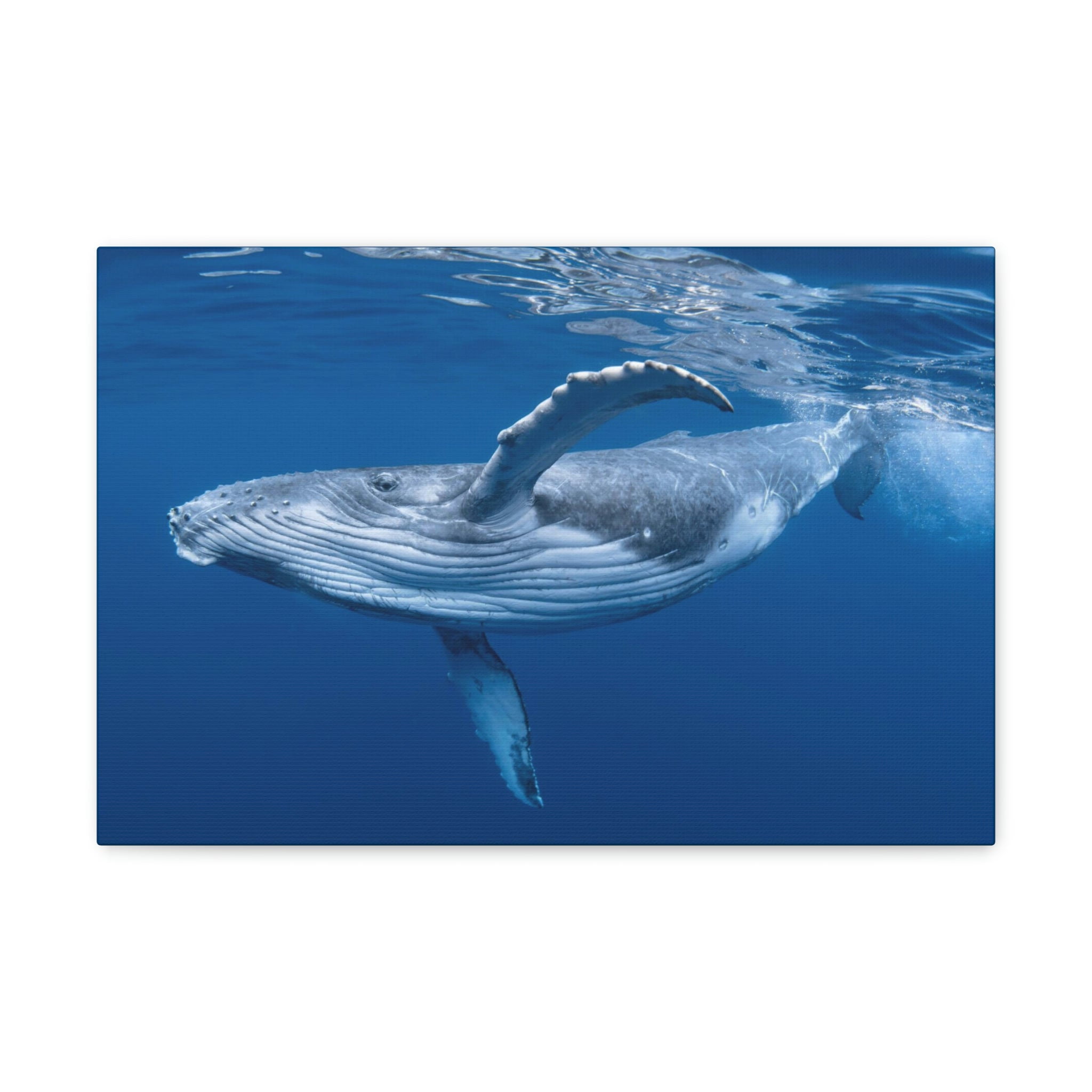 Whale Hunting Whale on Hunt Print Animal Wall Art Wildlife Canvas ...