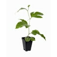 Red Rover Edible Passion Fruit Vine - Live Plant - Passiflora Edulis ...