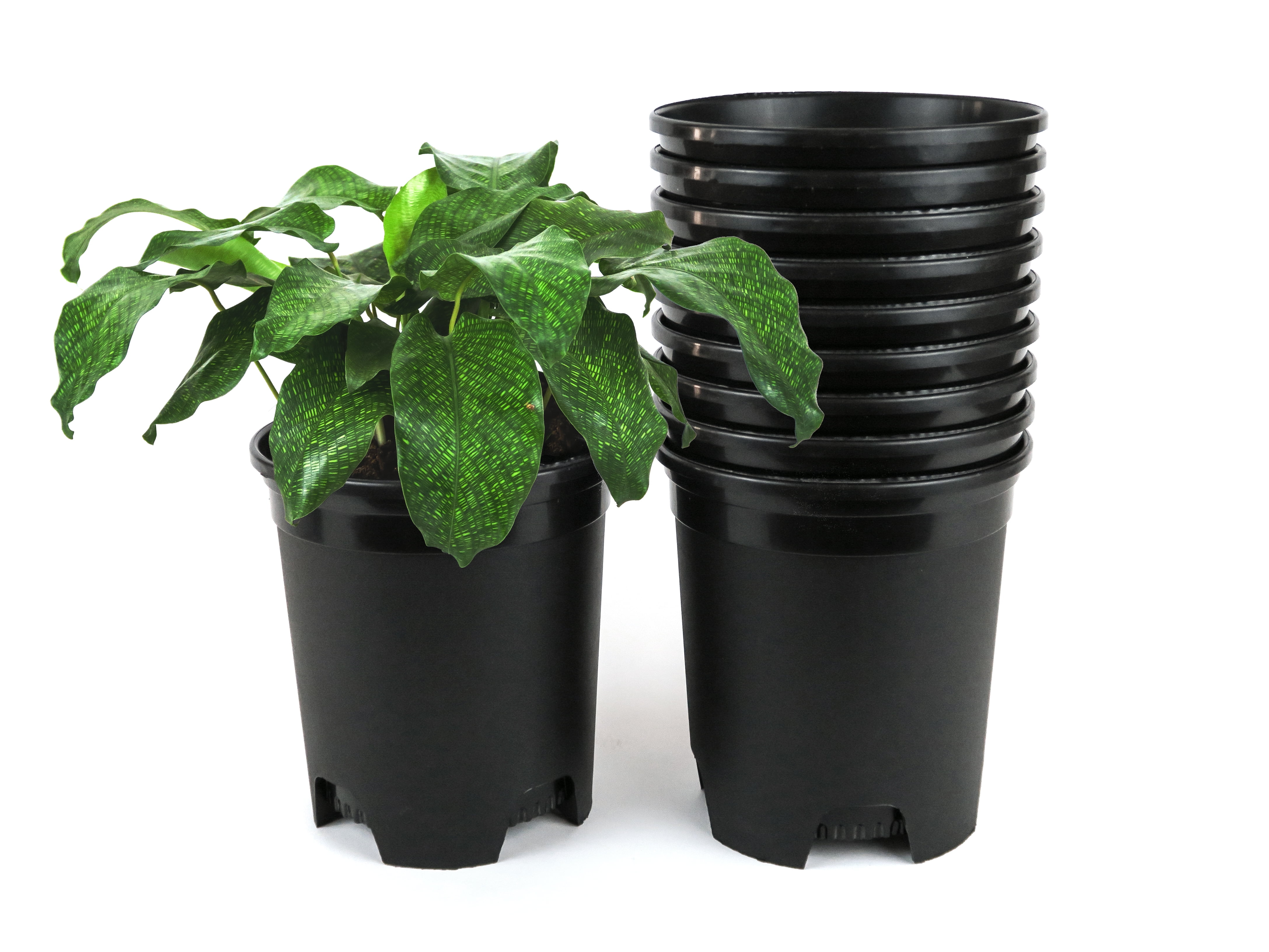 Cotta Planters 1 Gallon Nursery Pots 50-Pack 6 inch Wholesale Black ...