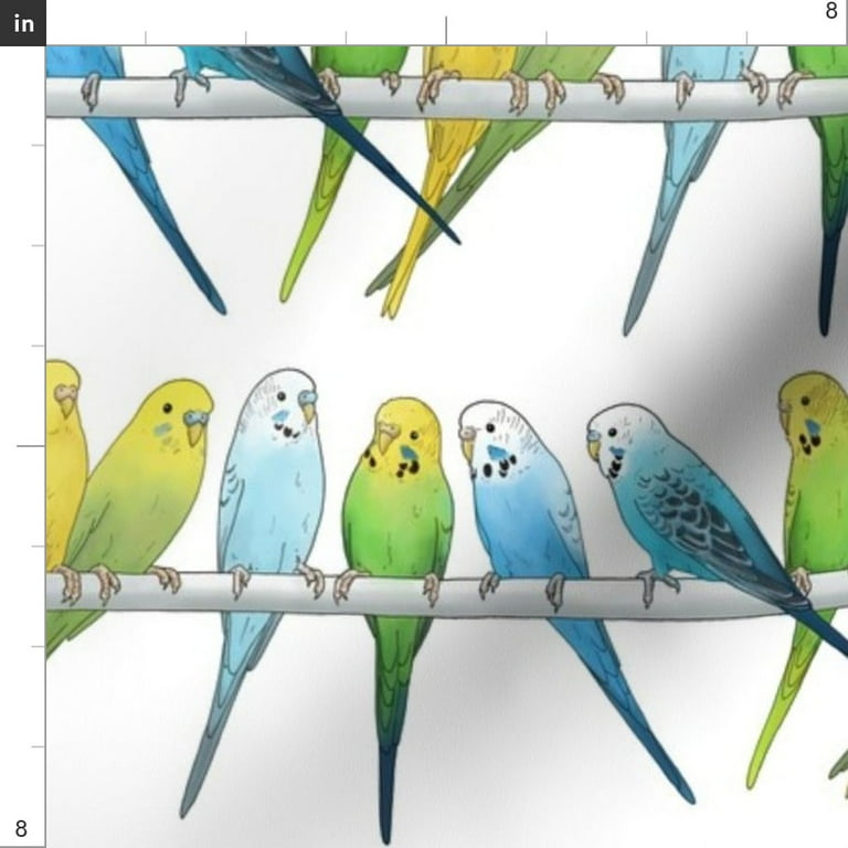 Parakeet Color Chart