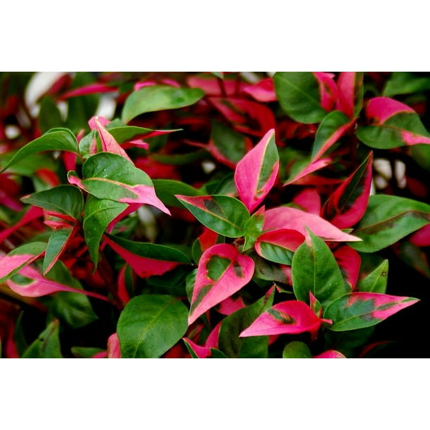 Biblical Pink St. Joseph's Coat Plant -Alternanthera- Easy Houseplant ...