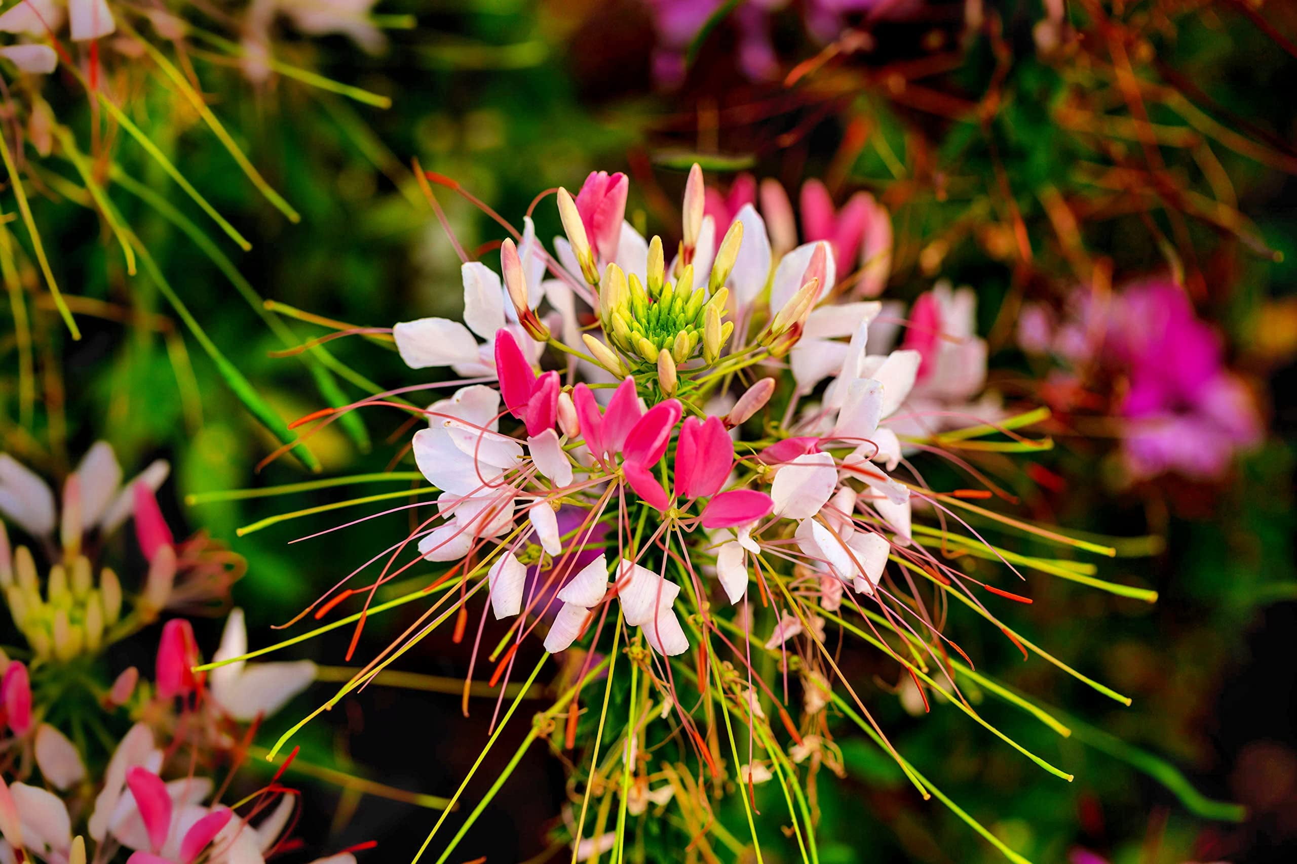 500+ Spiderflower Seeds for Planting - Exotic Mixed Color Cleome ...