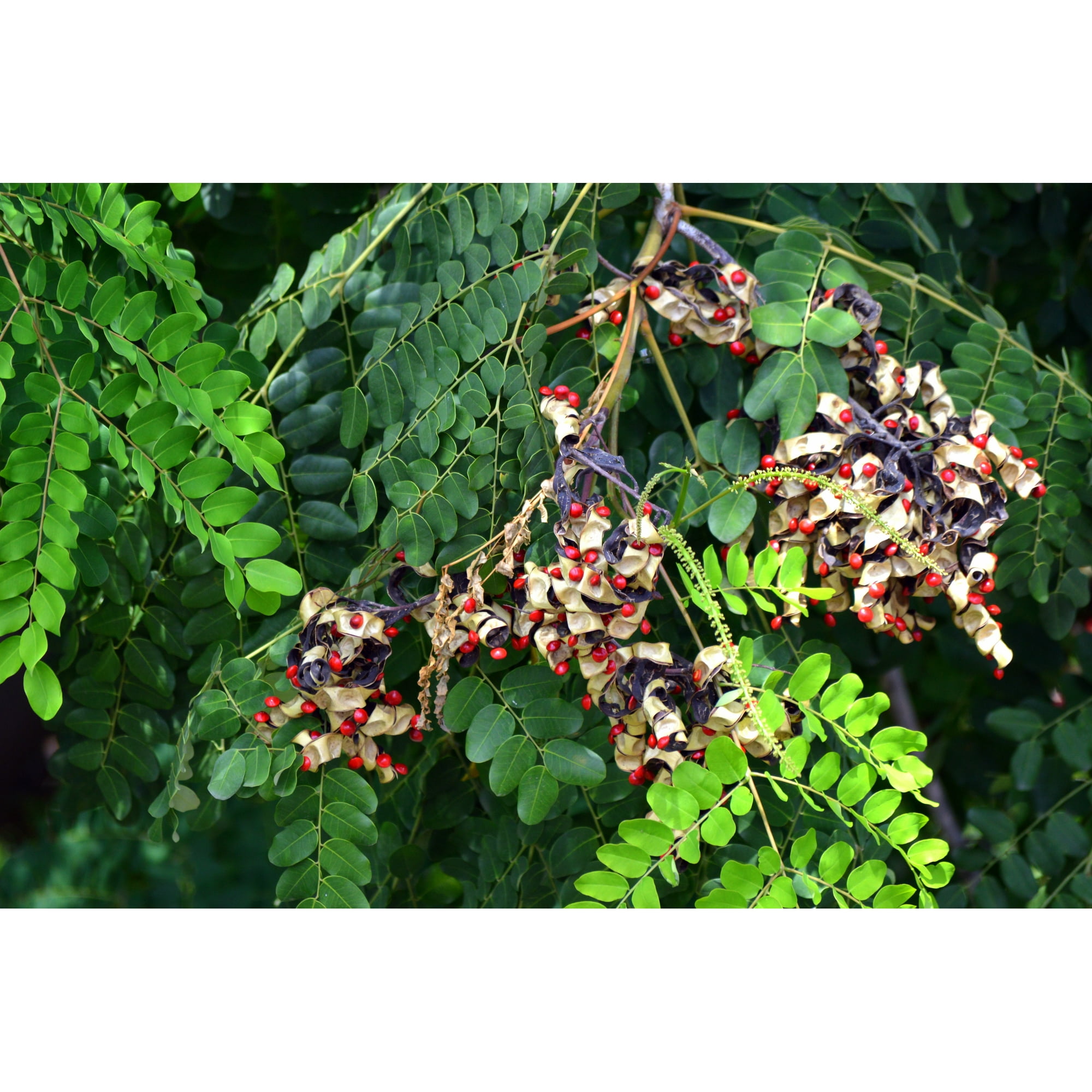 Sandalwood Tree Seeds