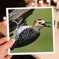 3drose, Texas, Rio Grande, Gold-fronted Woodpecker Bird - Us44 Bja0100 ...