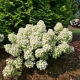 Proven Winners ColorChoice Tiny Quick Fire Hydrangea Live Shrub (2 ...