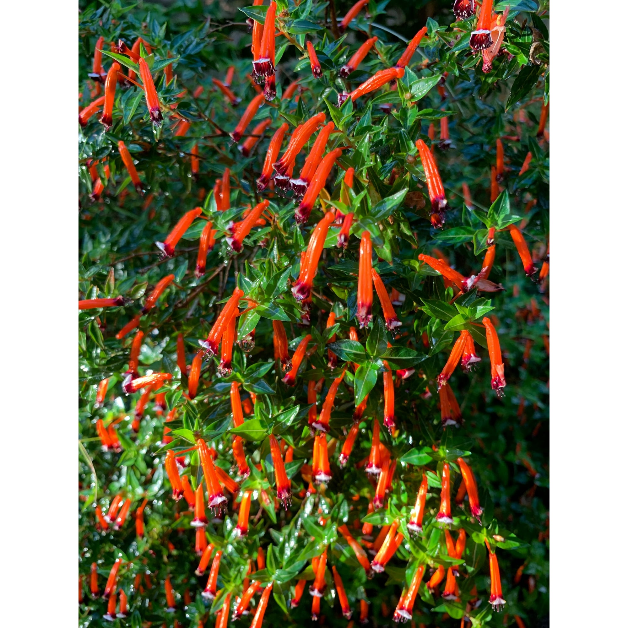 Click here for Seedville Usa 10 Red Cigar Plant Mexican Firecrack... prices