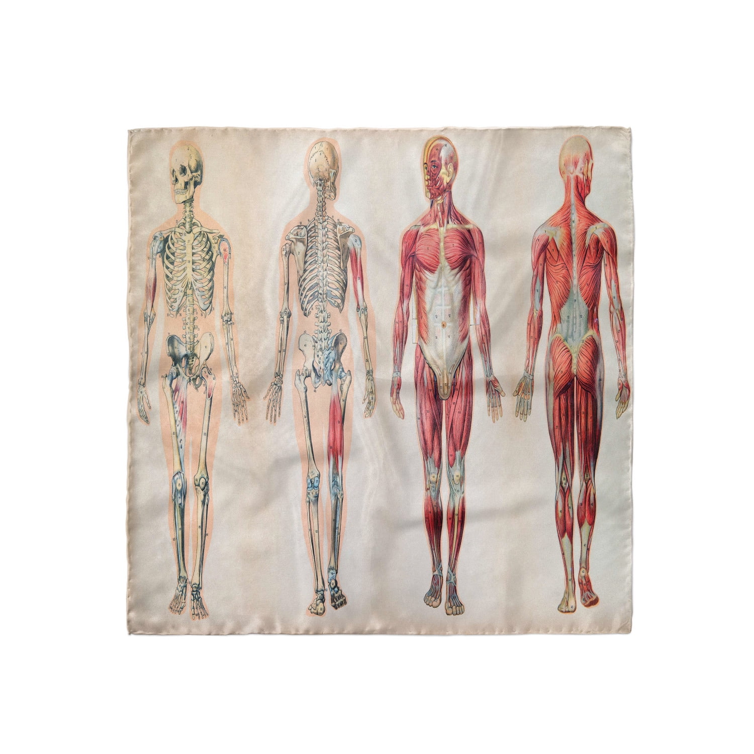 Human Anatomy Head Scarf, Anatomy Human Body, Head Wrap, 3 Sizes, by ...