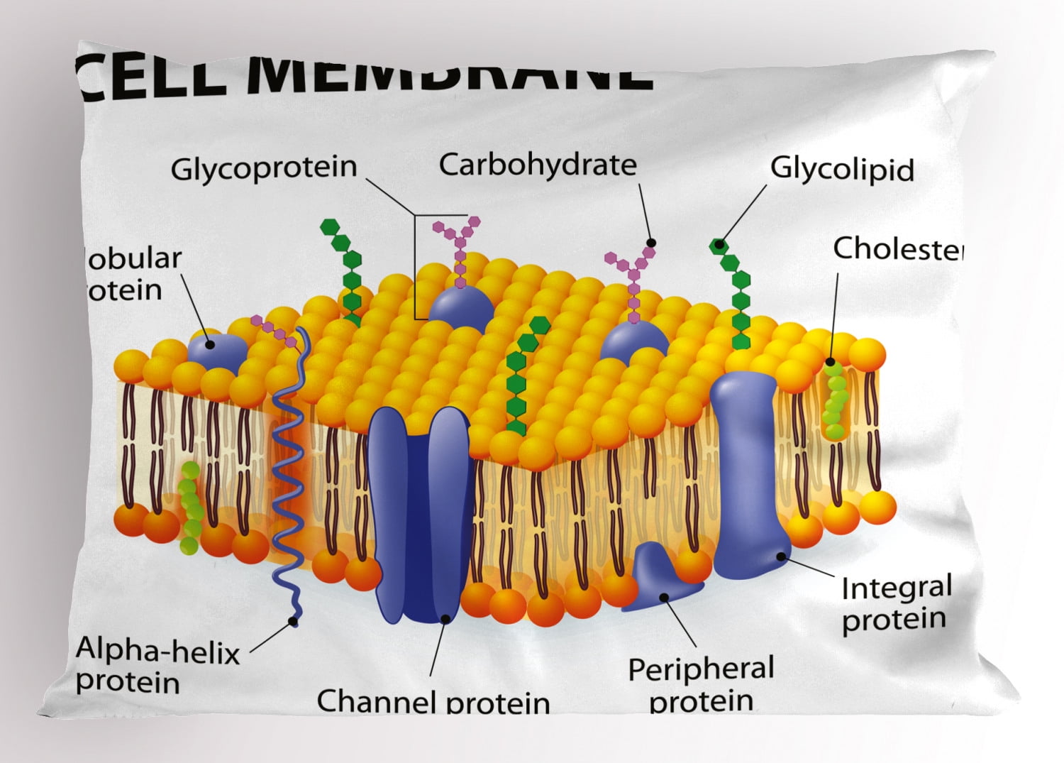 Educational Pillow Sham Detailed Diagram of Membrane Cell Structure ...