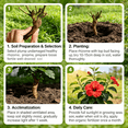 Vibrant Perennial - Hibiscus Bare Roots - Low Maintenance - Ideal for ...
