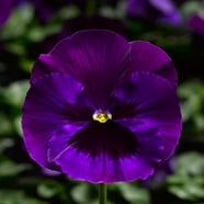 Pansy Flower Garden Seeds - Colossus Series - Color Mix - 500 Seeds ...